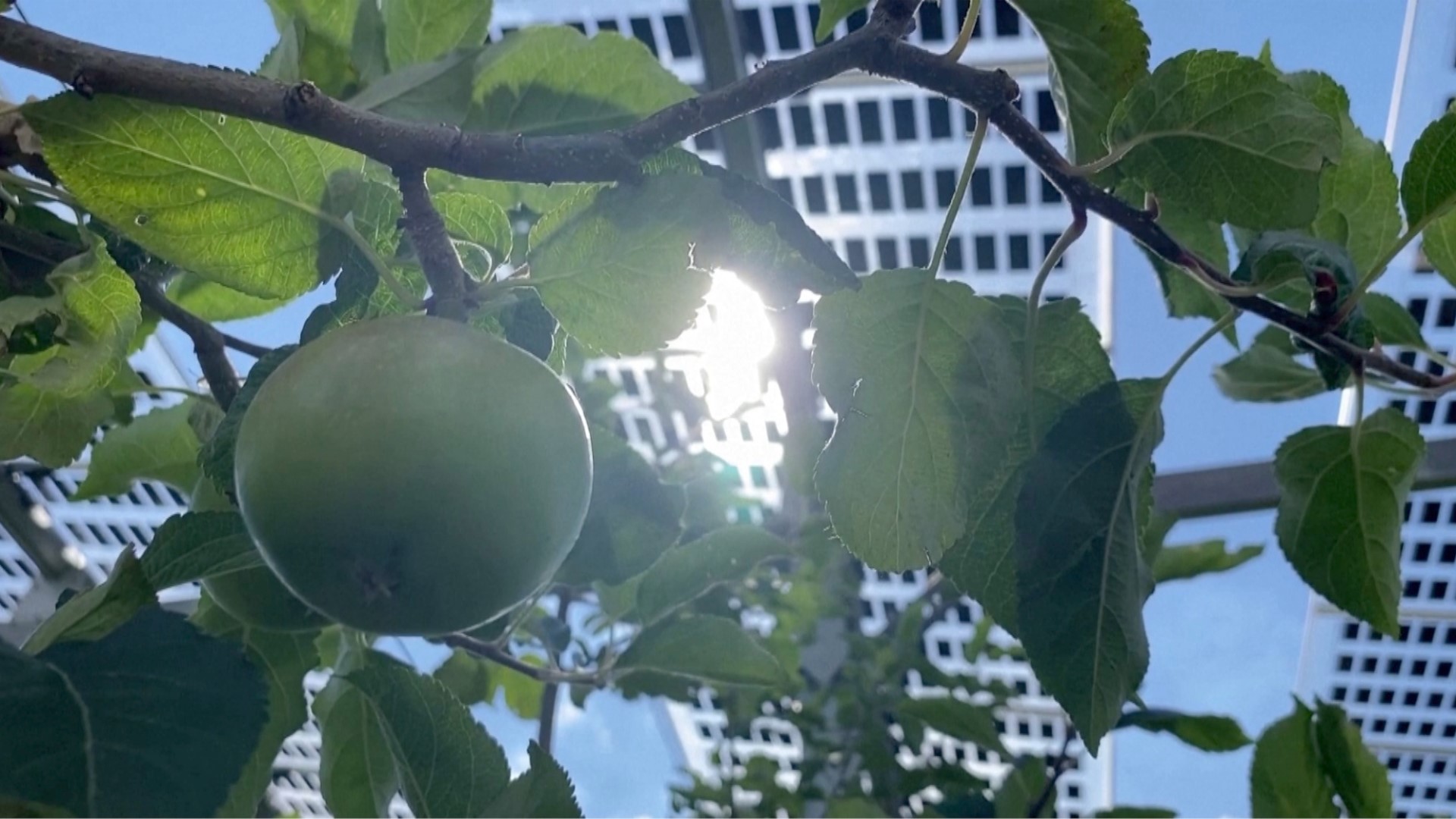 Florida's only lady gator trapper keeps Hillsborough neighborhoods safe ...