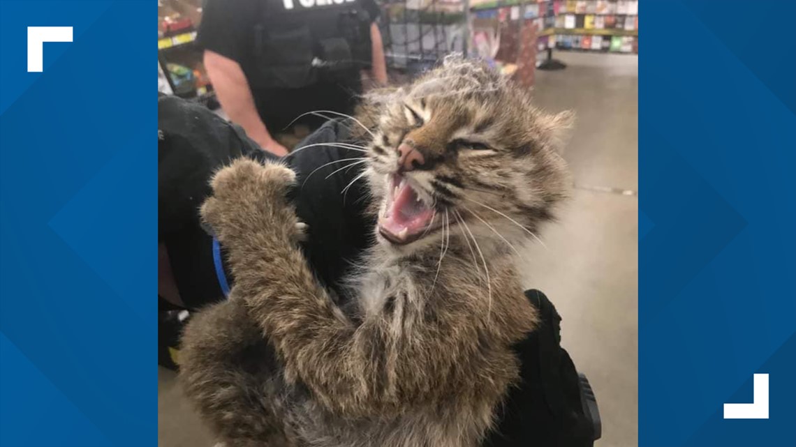Photos of bobcat in store goes viral on Facebook | wtsp.com