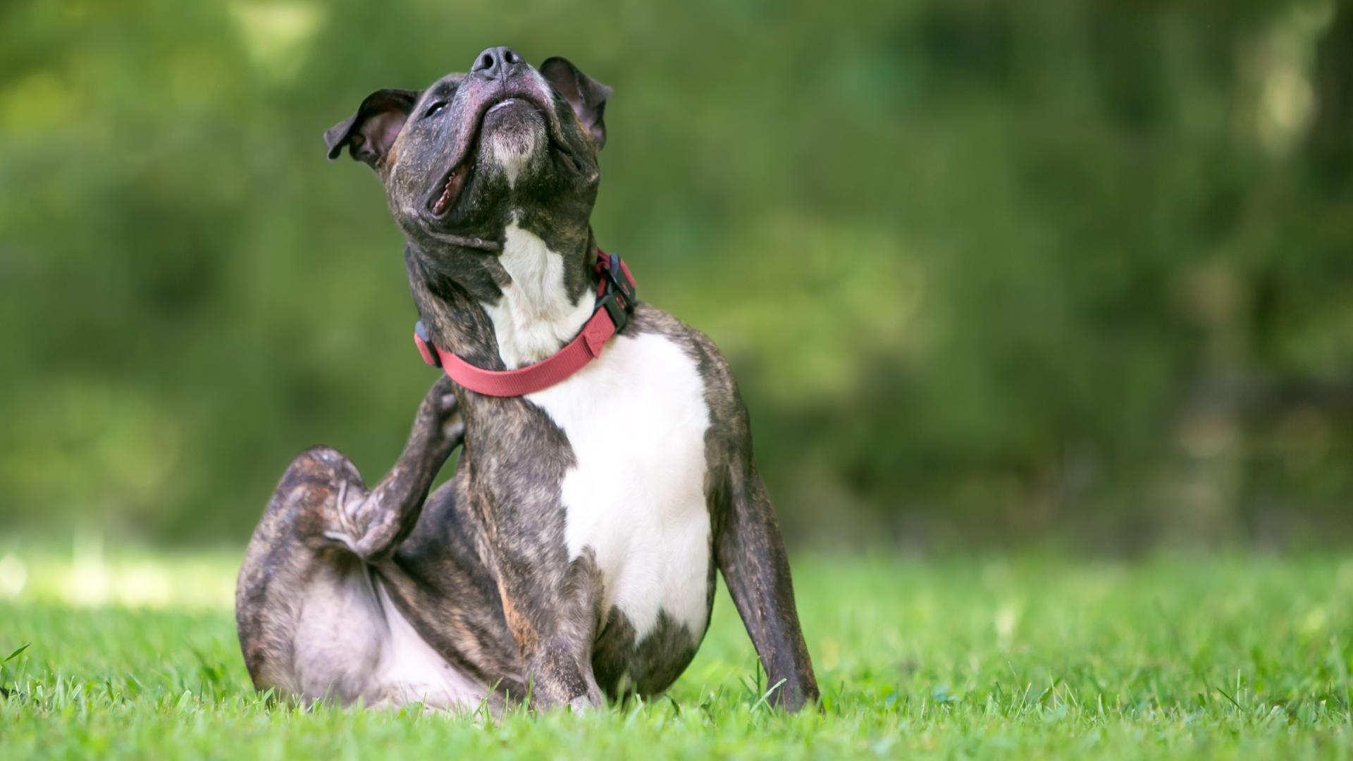 Give your pet a flea-free summer | Consumer Reports | wtsp.com
