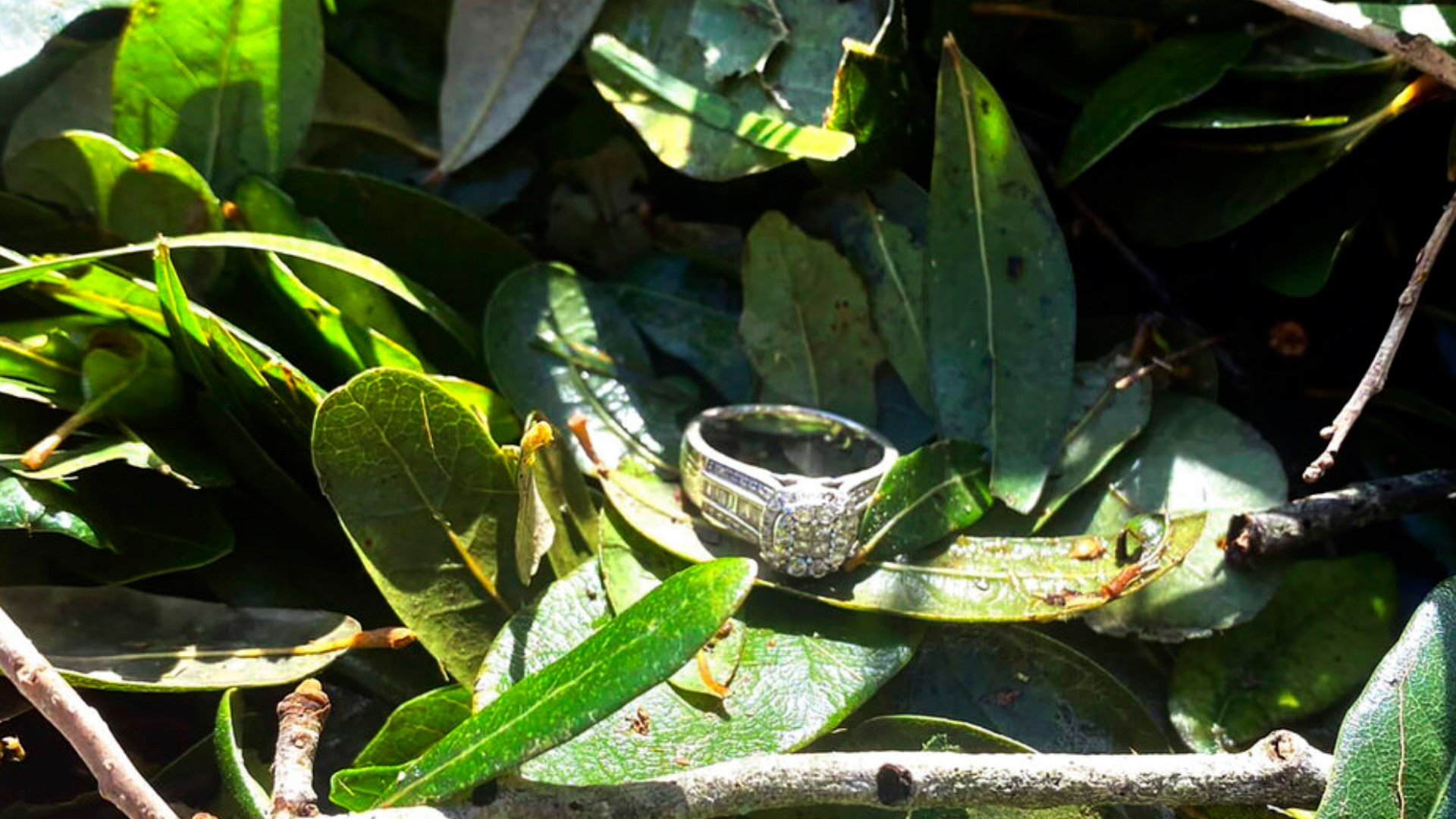 Lost wedding ring found in brush after Hurricane Ian | wtsp.com