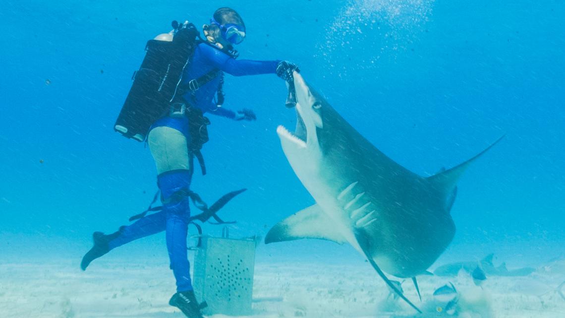 Tom Bergeron join's Discovery's 'Shark Week' lineup with 'Dancing with ...