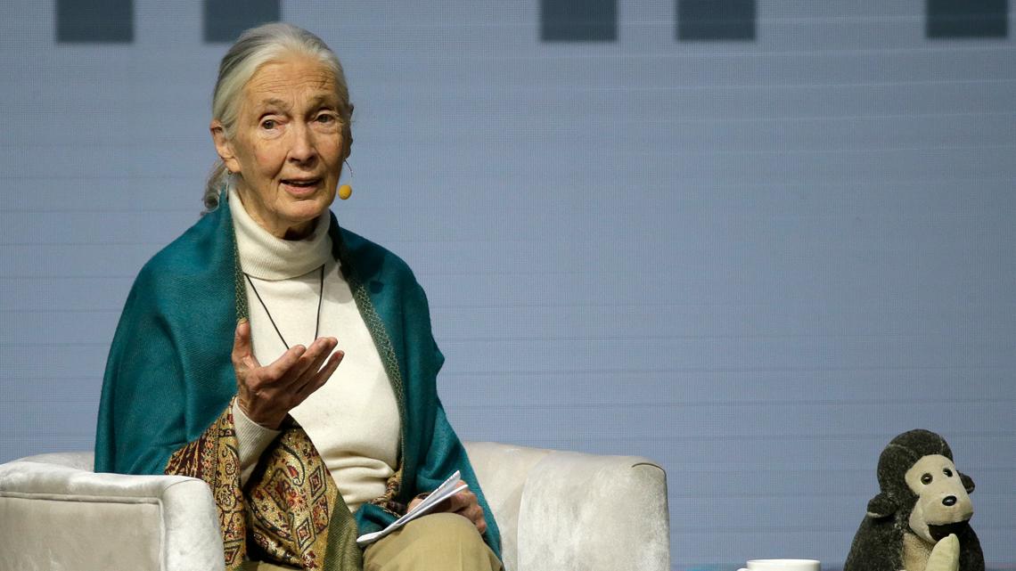 Jane Goodall's death: Remembering her impact in Tampa, St. Pete | wtsp.com