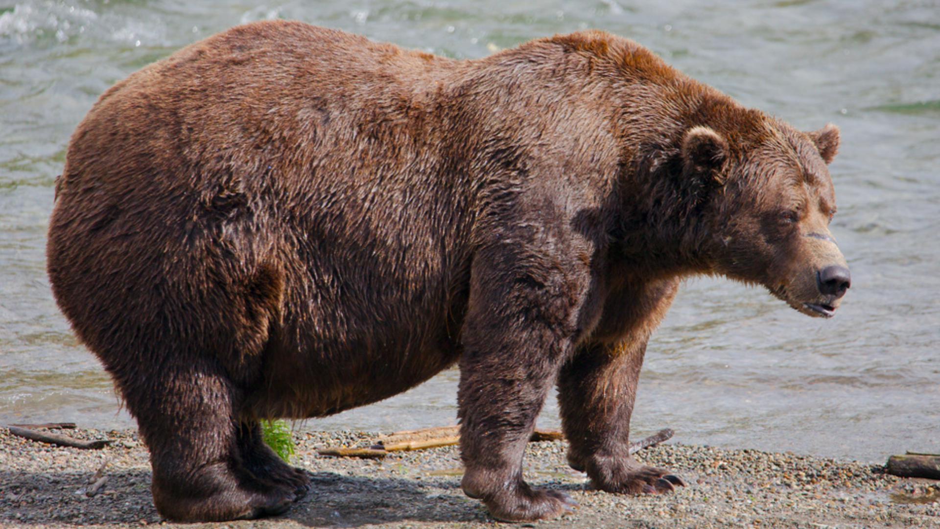 32 Chunk wins 2025 Fat Bear Week with record votes | wtsp.com