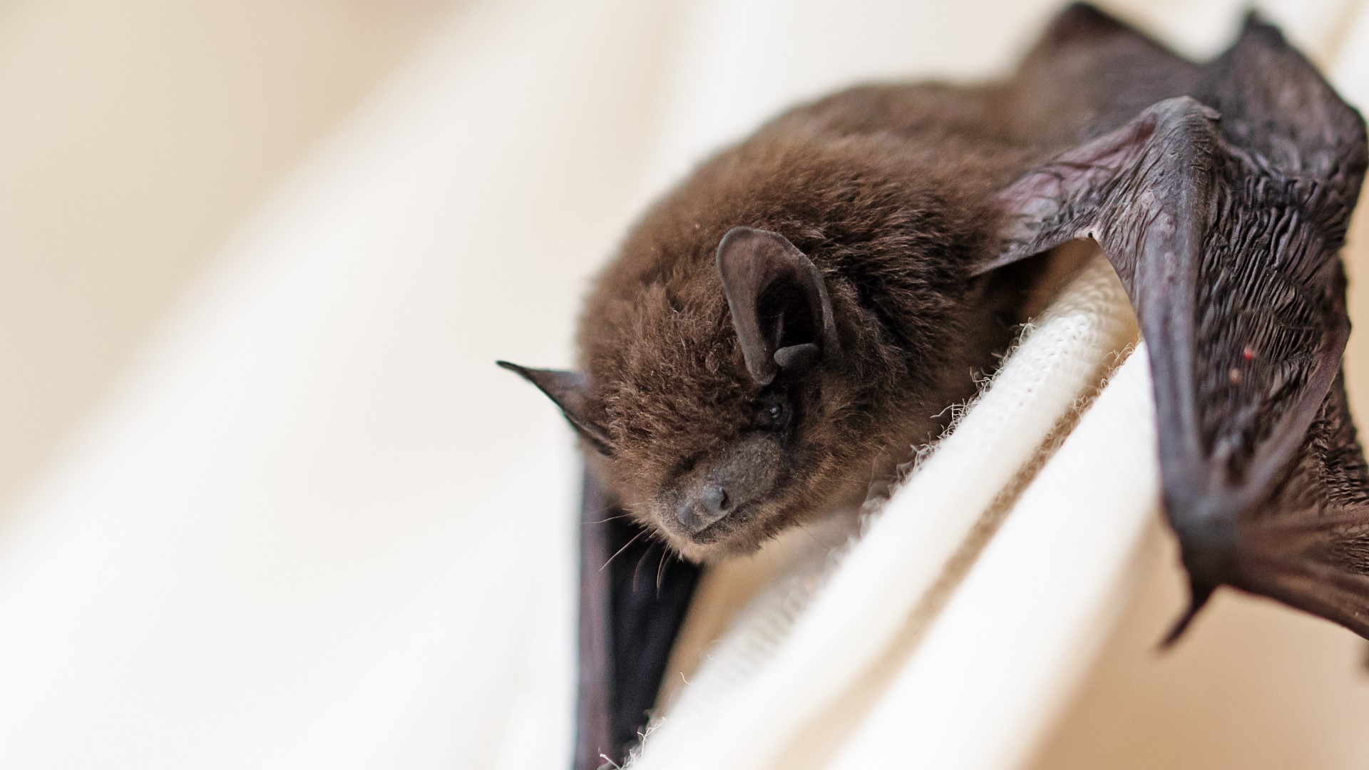 Woman being treated after getting bit by rabid bat | wtsp.com