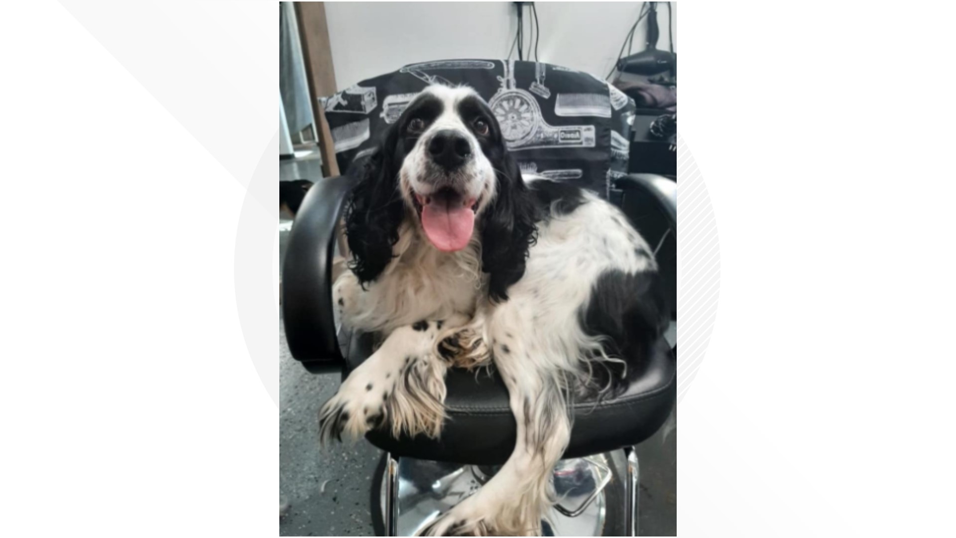 Dog rescued from unsealed well in Minnesota | wtsp.com