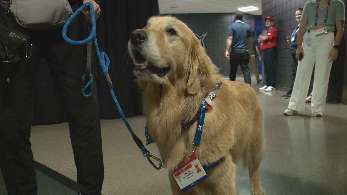 Beacon therapy dog | wtsp.com