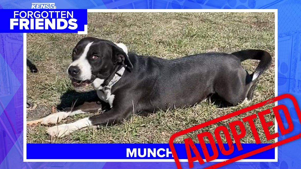 Munch has been at shelter more than 800 days | wtsp.com