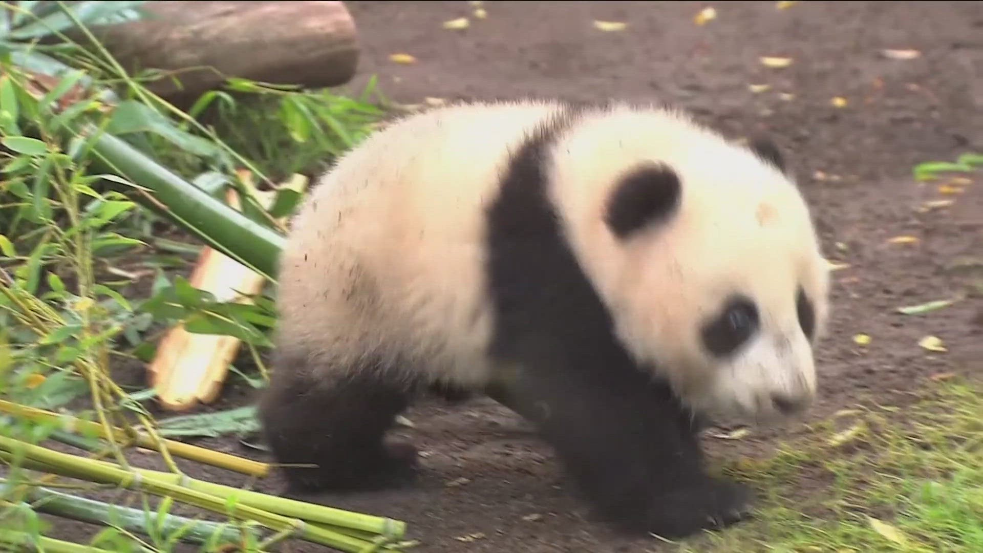 San Diego Zoo will receive pandas from China | wtsp.com