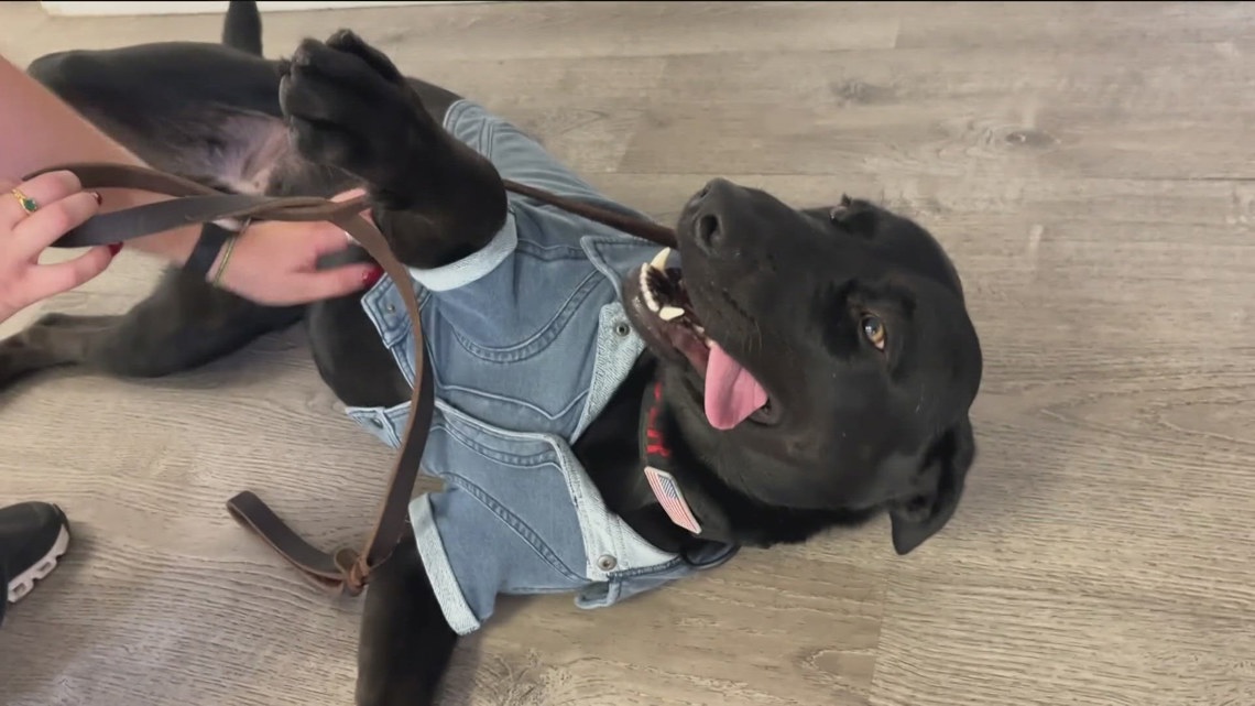 Rescue dog prepares to boost morale aboard US Navy ship | wtsp.com