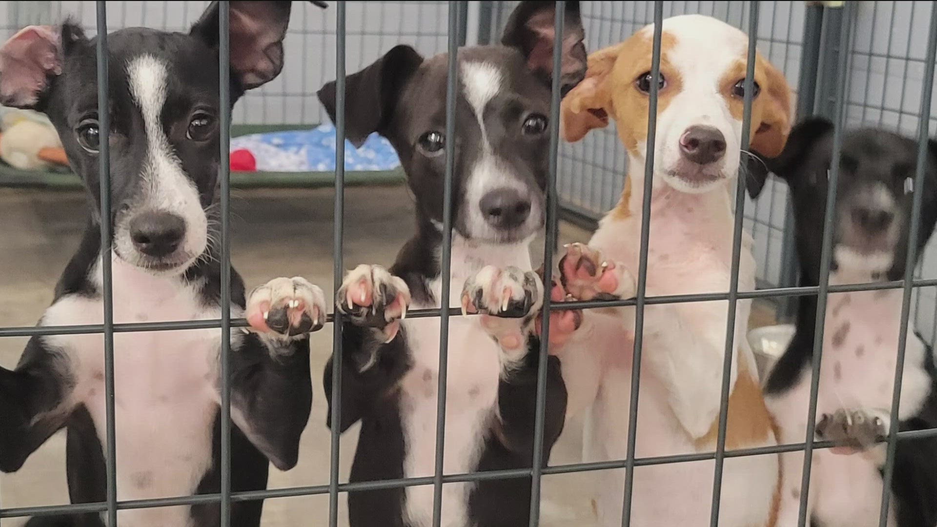 Orphaned dogs from Maui head to San Diego airport | wtsp.com