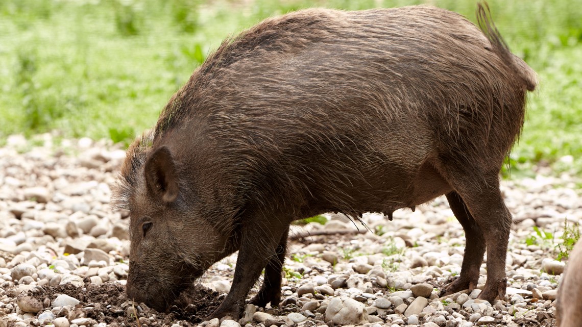 Efforts to remove feral hogs in Manatee County ongoing | wtsp.com