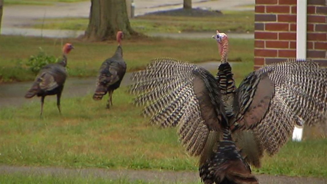 Wild turkeys terrorizing New Jersey community | wtsp.com