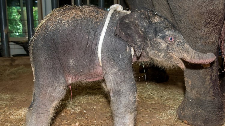 Meet Tilly: Baby elephant born at Houston Zoo | wtsp.com