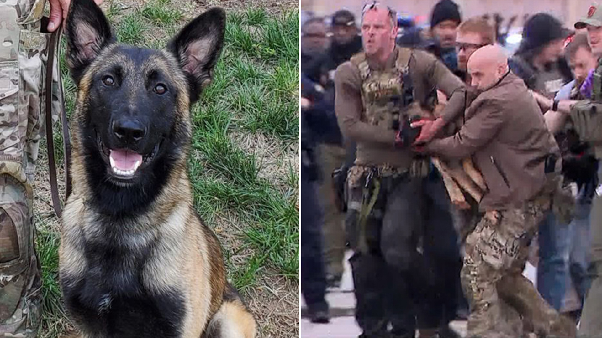 K-9 dog shot by deputy's killer narrowly escaped death, vet says | wtsp.com