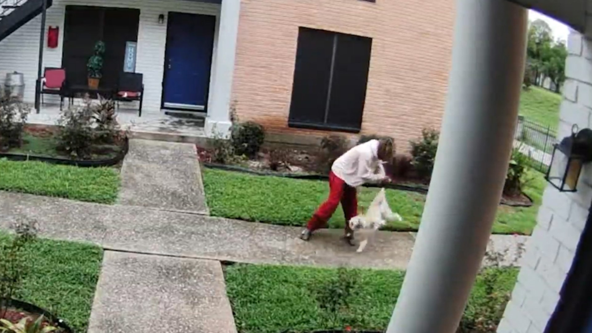 Owner caught on video kicking, throwing bulldog in Houston | wtsp.com