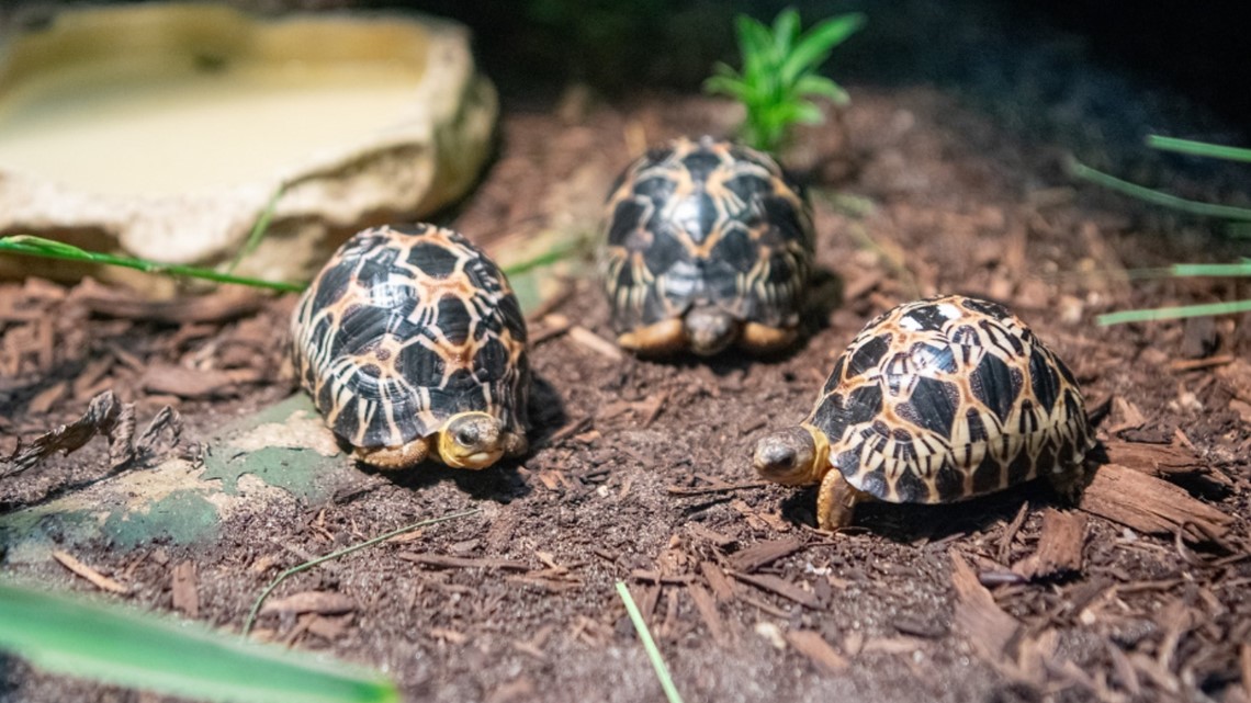 Tiny triplet tortoises at Houston Zoo turn 1 | wtsp.com