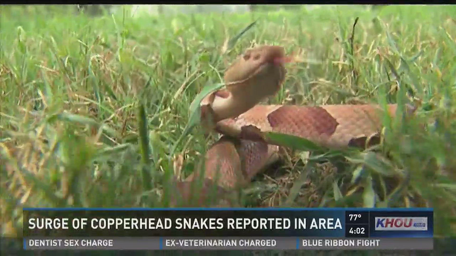 Cicadas blamed for rash of copperhead sightings | wtsp.com