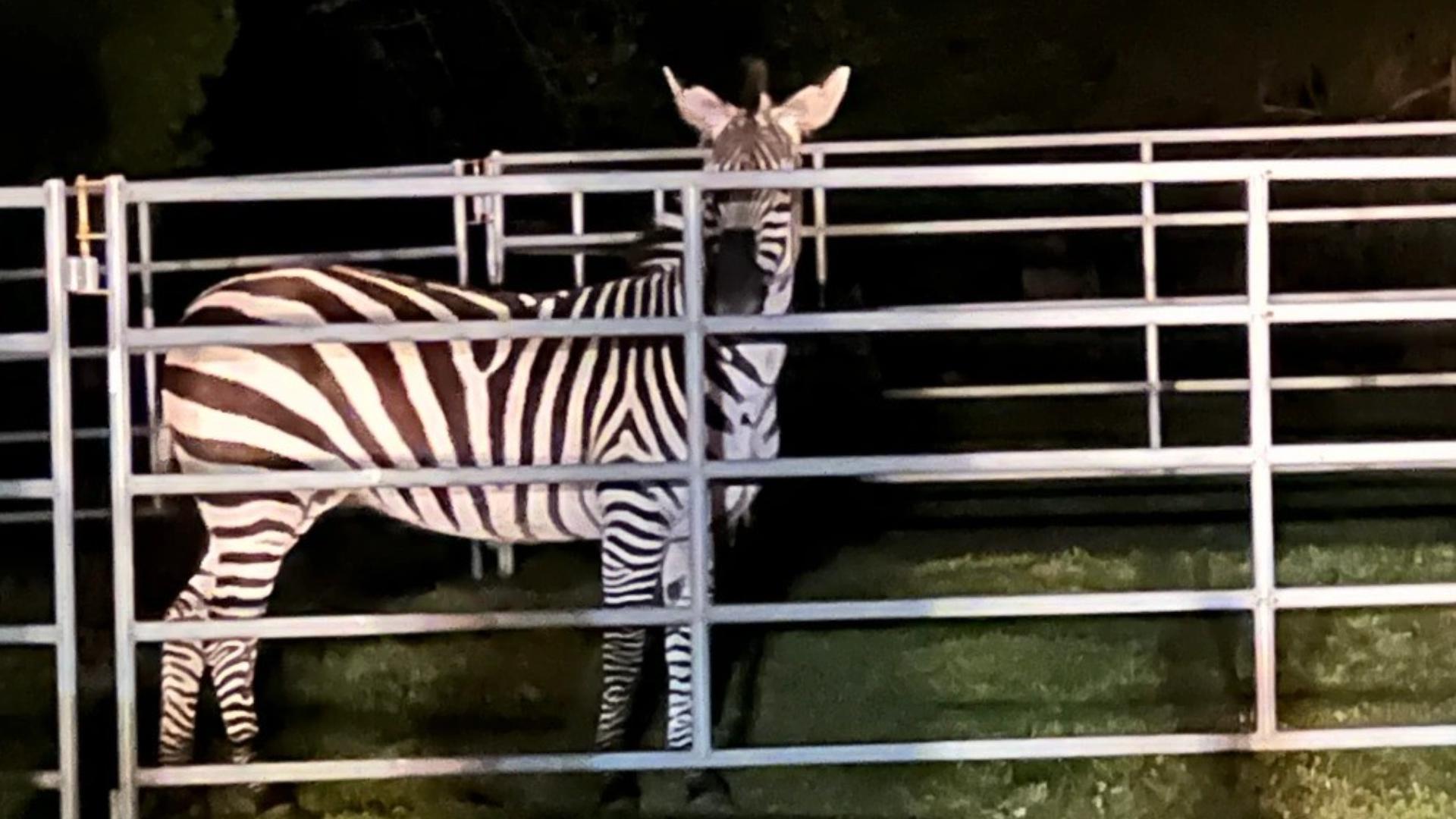 Missing zebra safely captured in North Bend | wtsp.com