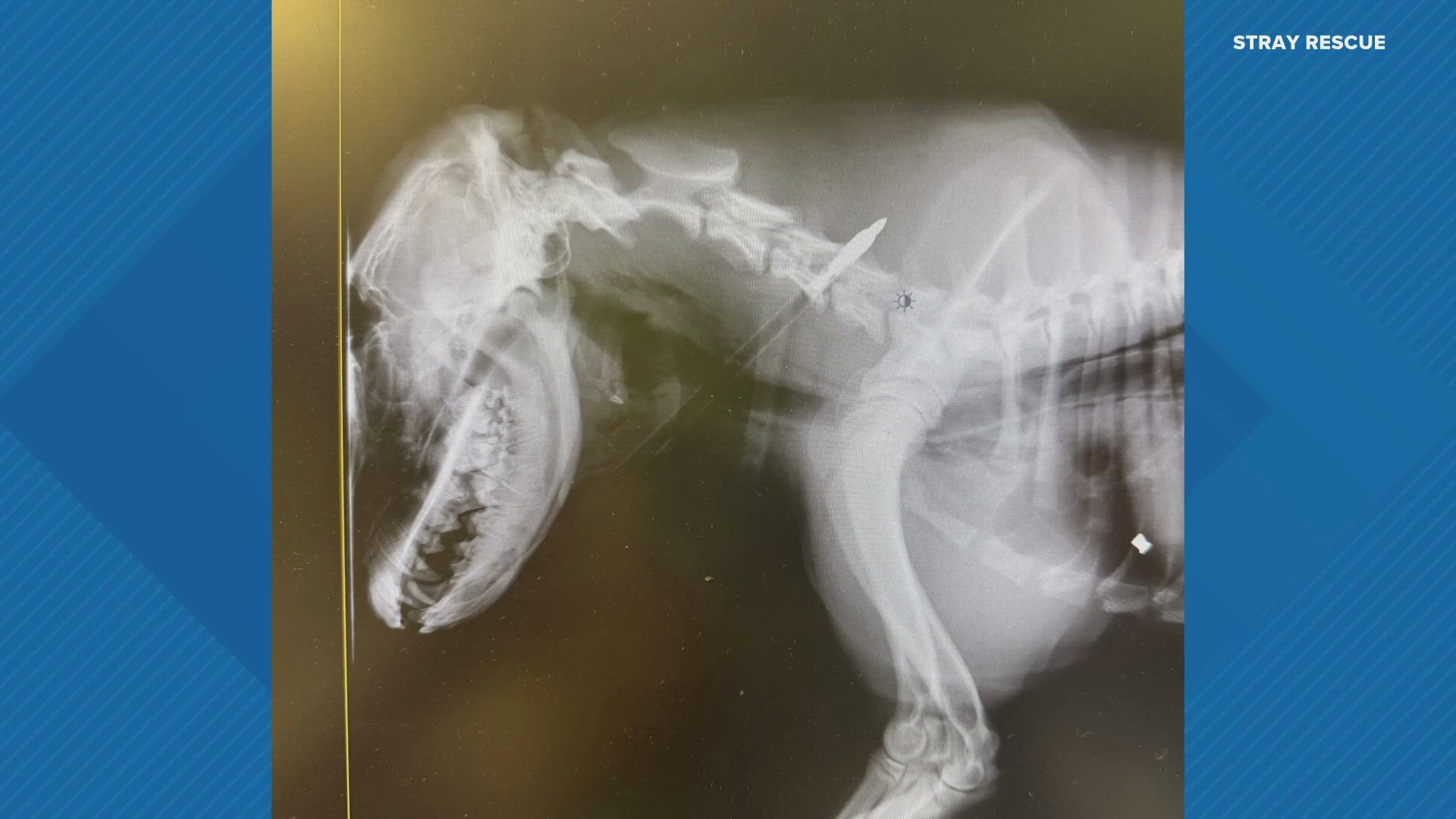 Stray Rescue saves injured dog with arrow lodged in neck | wtsp.com