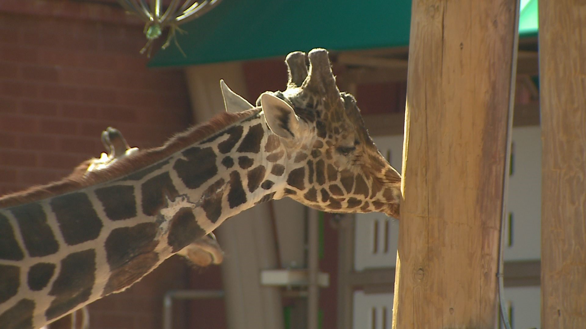 Denver Zoo quietly welcomes newborn giraffe | wtsp.com