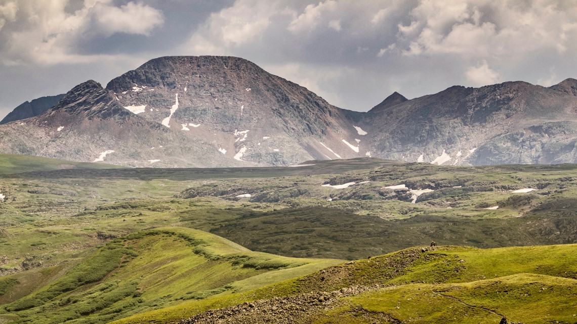 Sheepherder seriously injured in bear attack in Colorado | wtsp.com