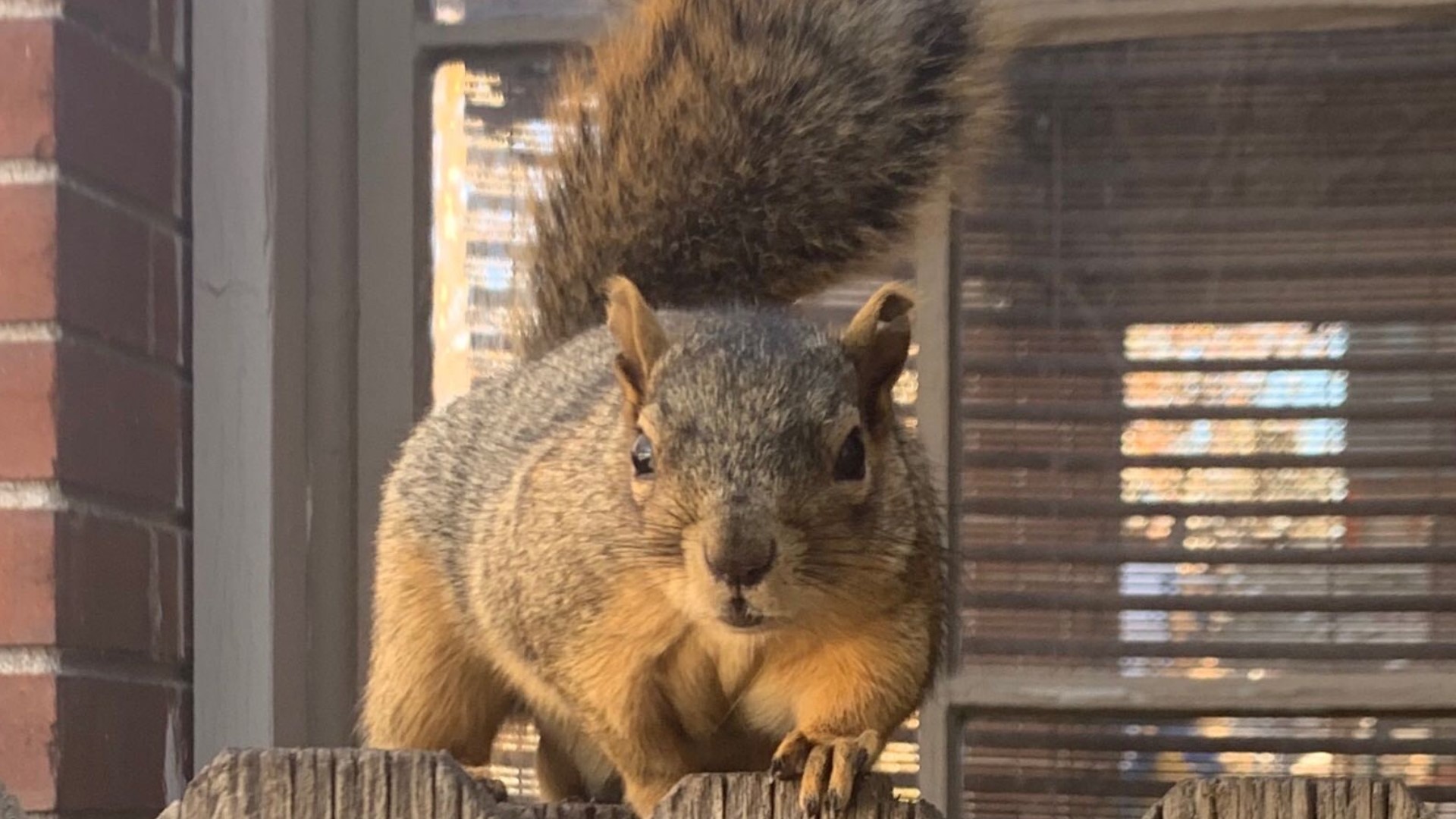 Squirrel and groundhog spend time together eating at mini picnic table ...
