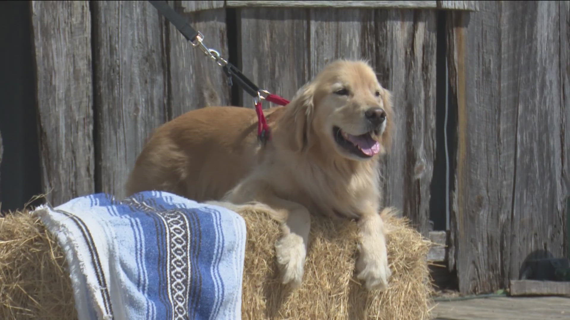 Texas hosts largest golden retriever meetup with over 1,700 dogs | wtsp.com