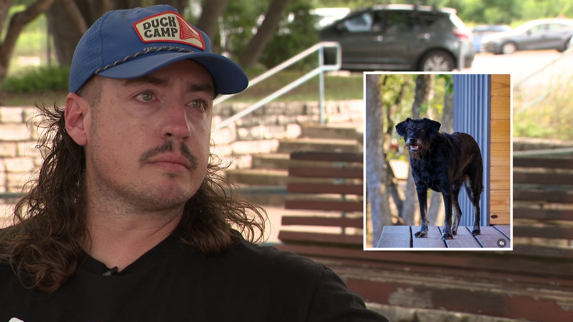Austin food influencer desperately looking for missing dog after car ...