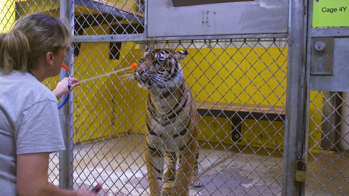 Not your average cat lady: A day in the life of a tiger zookeeper ...