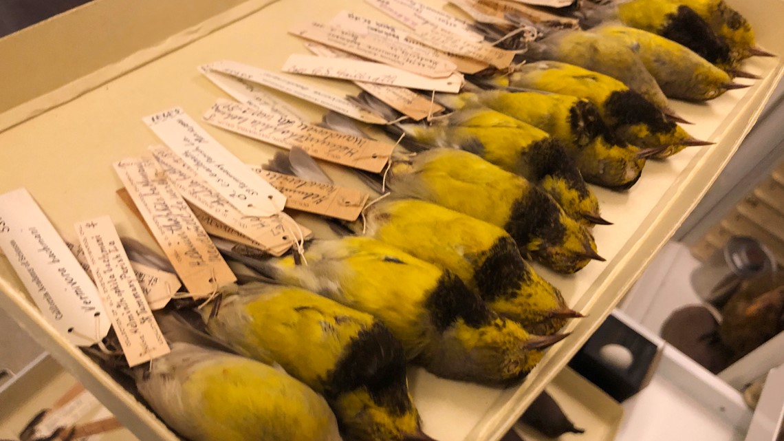 Bachman's warbler, songbird found in Florida, declared extinct | wtsp.com