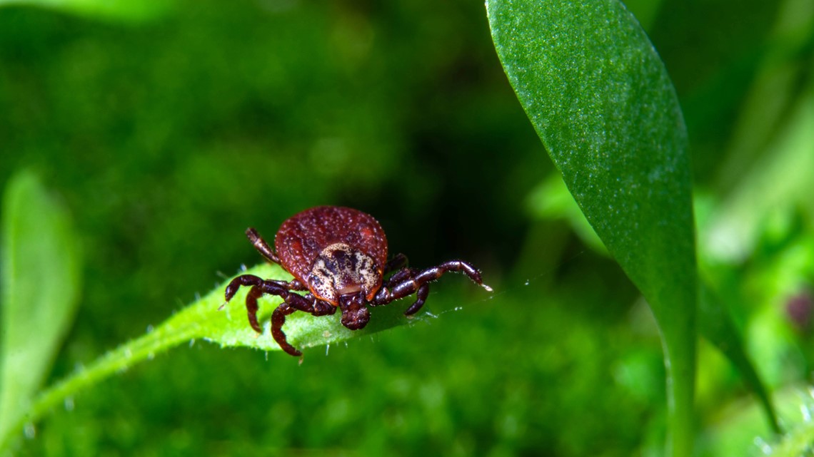 Fast facts about ticks | wtsp.com