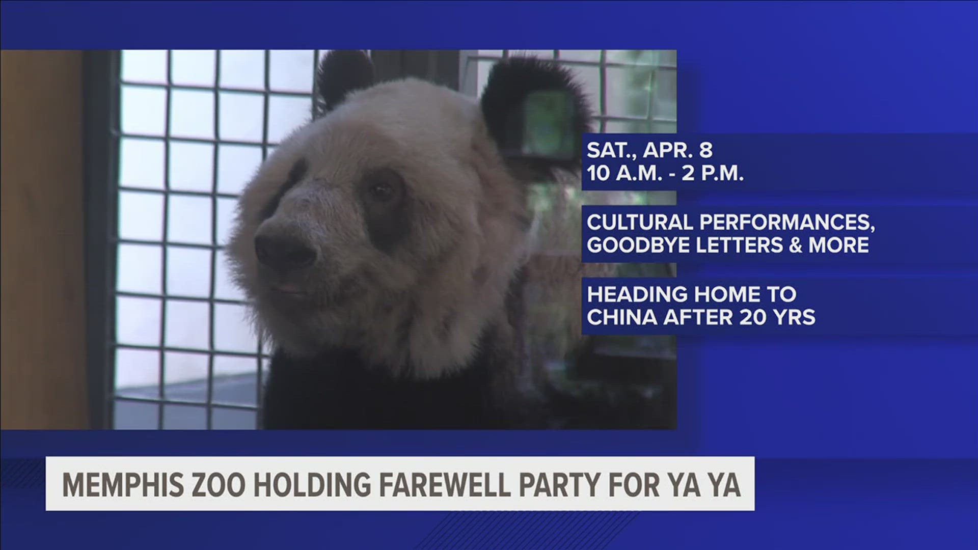 Memphis Zoo wants you to help say goodbye to giant panda Ya Ya | wtsp.com