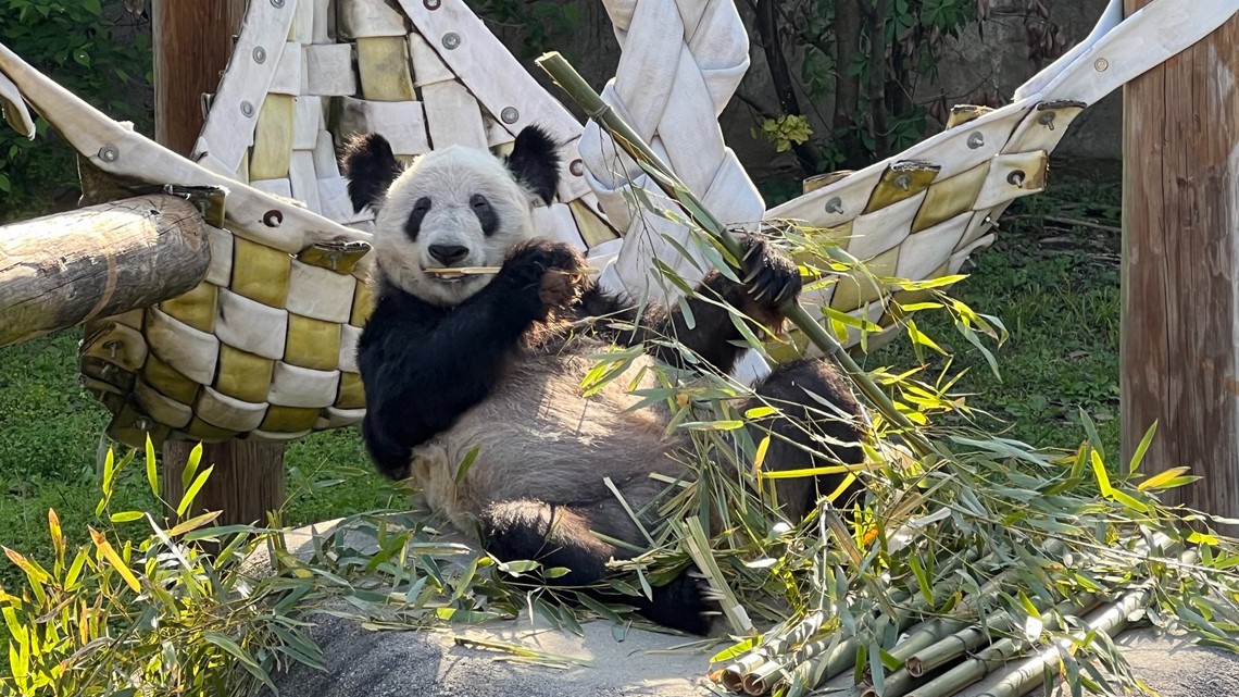 China welcomes Ya Ya the panda home after 20 years abroad | wtsp.com