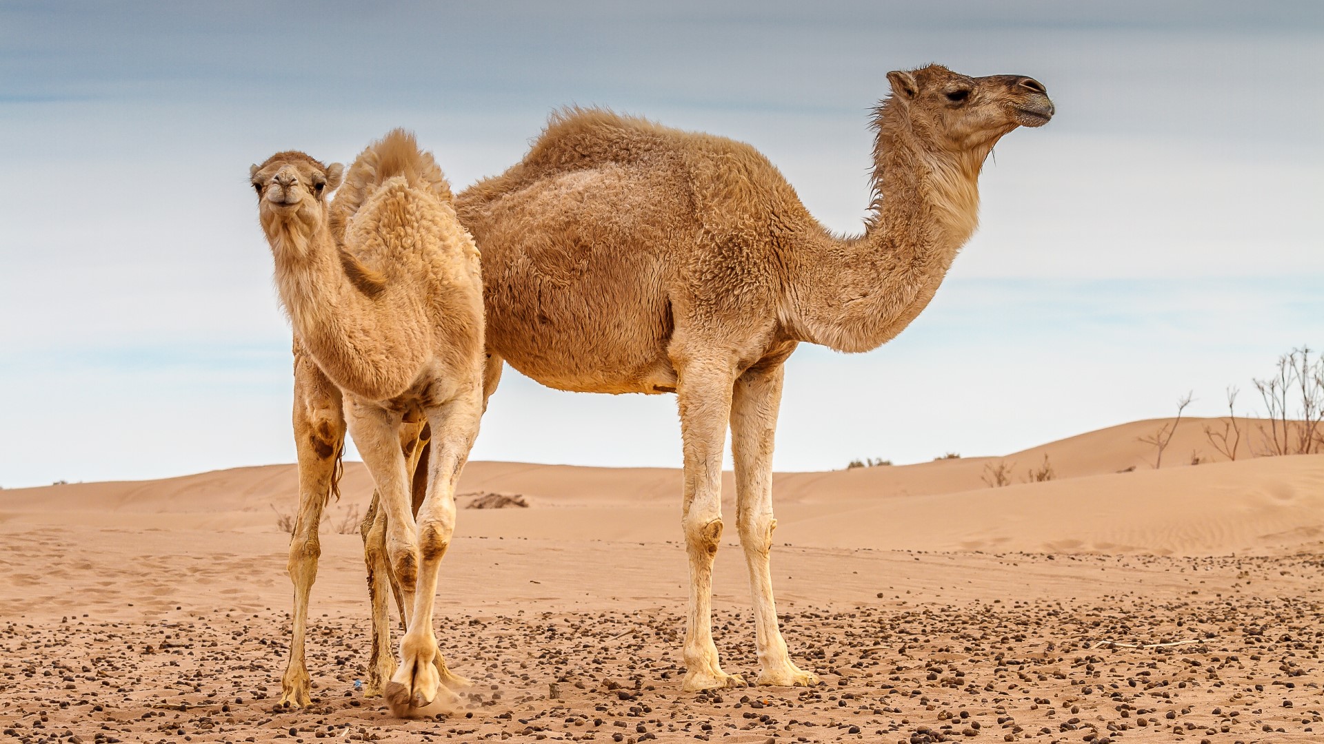 Two killed in camel attack in northwest Tennessee | wtsp.com