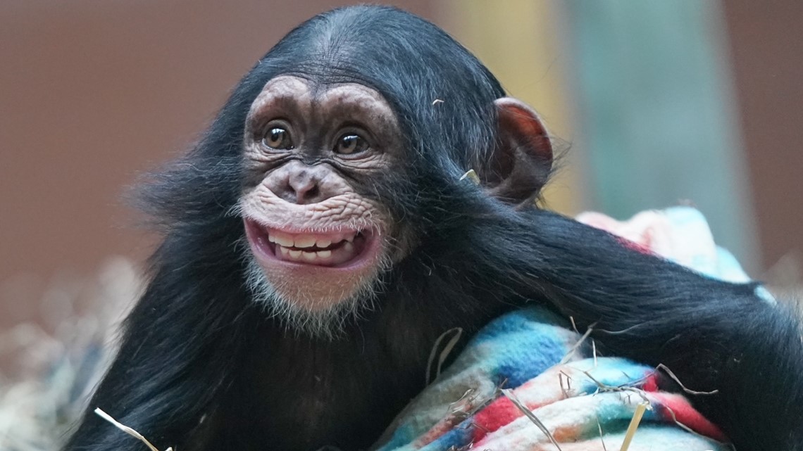 Stevie the chimp debuts at Zoo Knoxville | wtsp.com