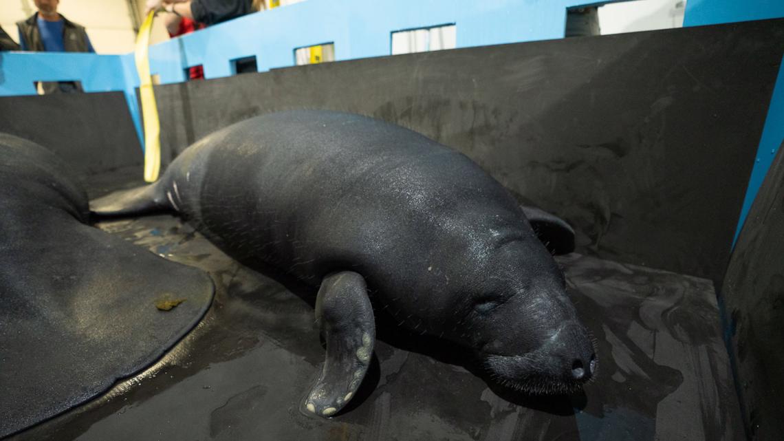 Columbus Zoo: Manatees return to Florida after rehabilitation | wtsp.com