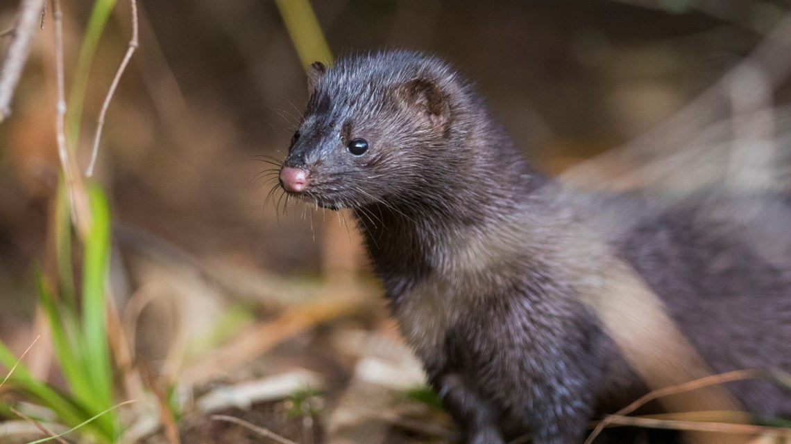 Thousands of mink released from northwest Ohio farm | wtsp.com