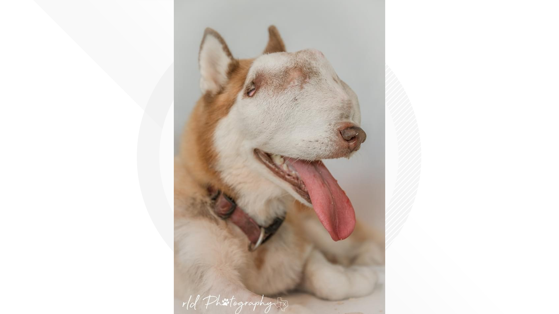 'She had the life left in her': Rescue turns dog with untreatable tumor ...