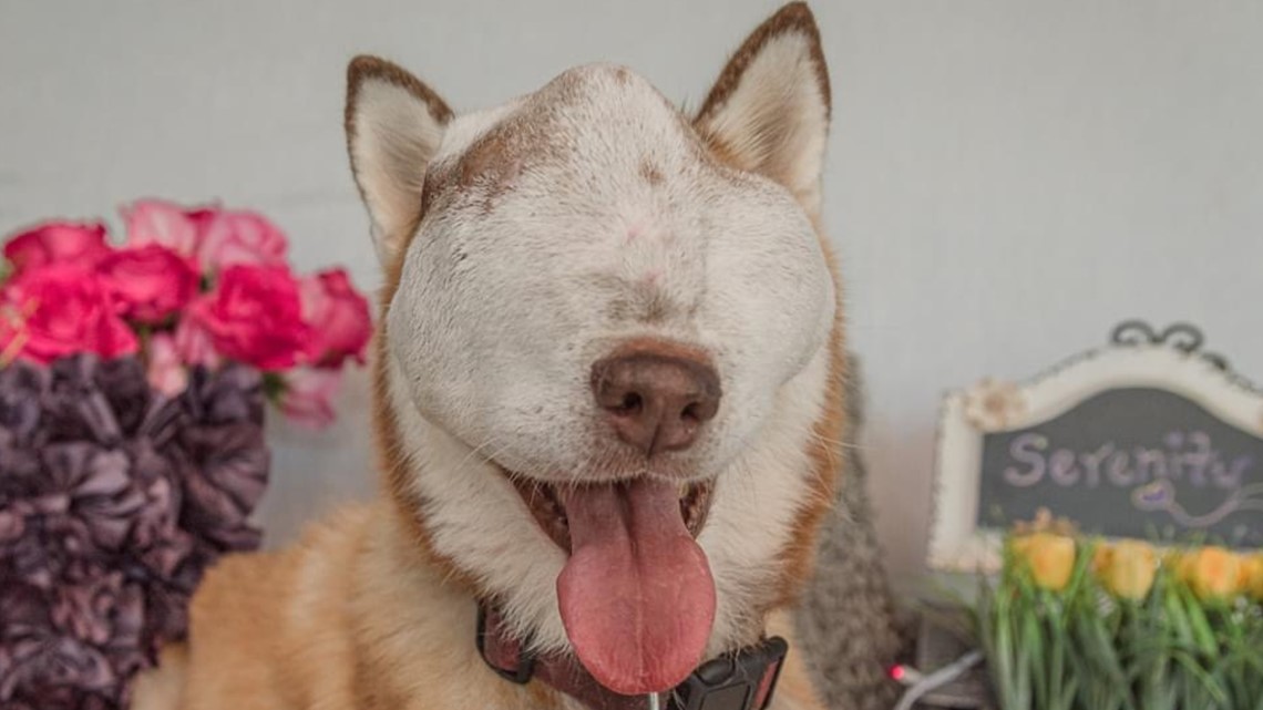 'She had the life left in her': Rescue turns dog with untreatable tumor ...