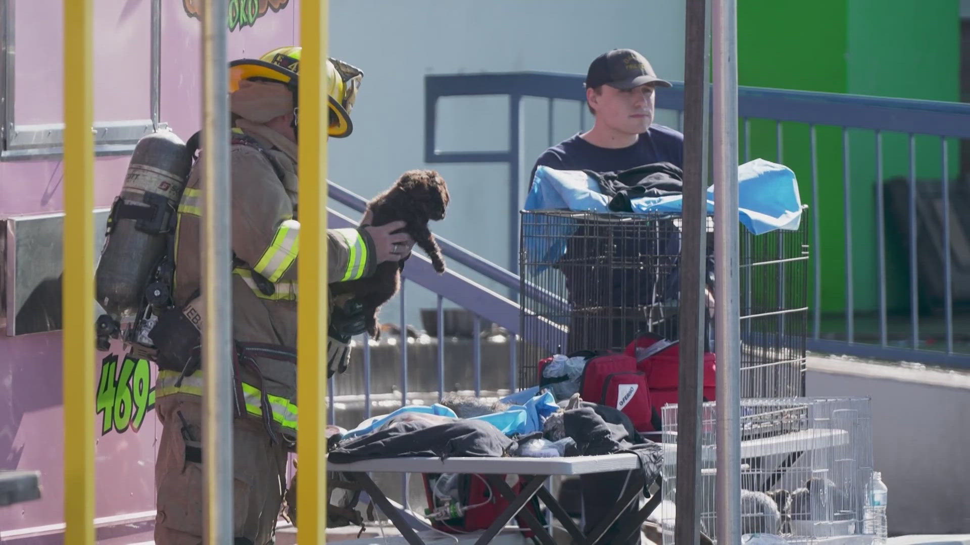 Dallas, Texas fire killed 500 animals at Plaza Latina shopping center ...