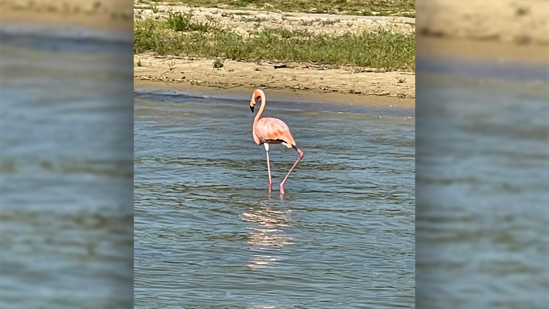 Flamingos spotted at Kentucky lake; Here's how they got there | wtsp.com