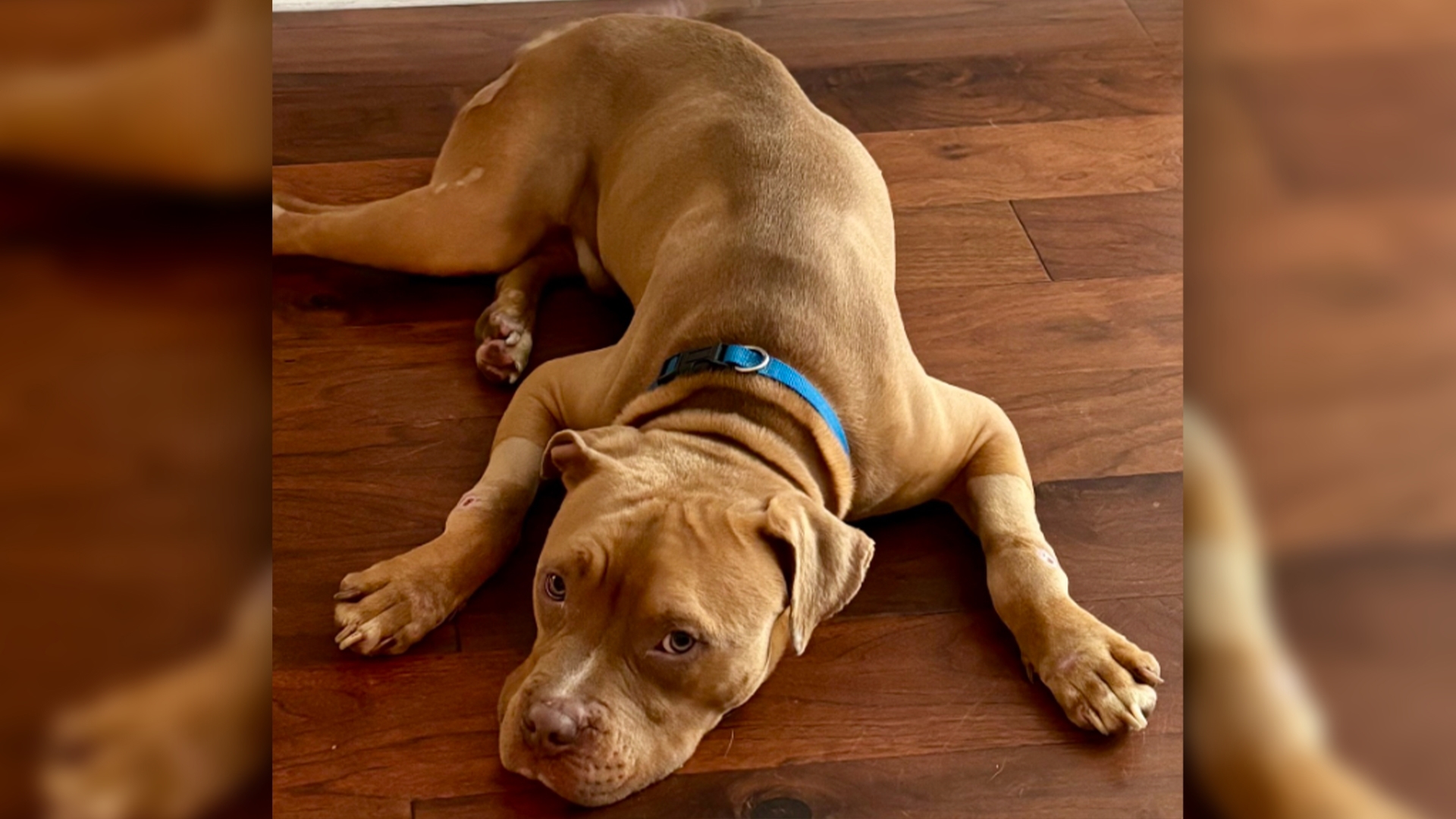 LMPD seeks info on owner in dog neglect case | wtsp.com