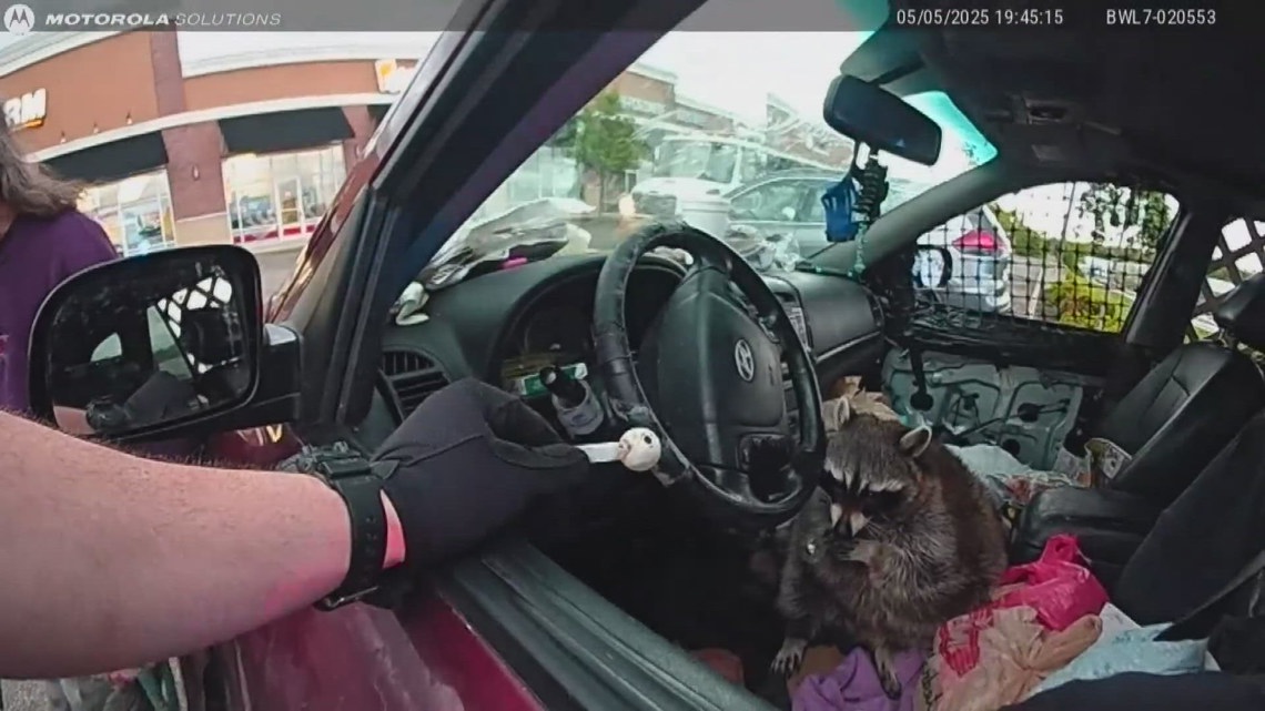 Police release new details about pet raccoon found with meth pipe ...