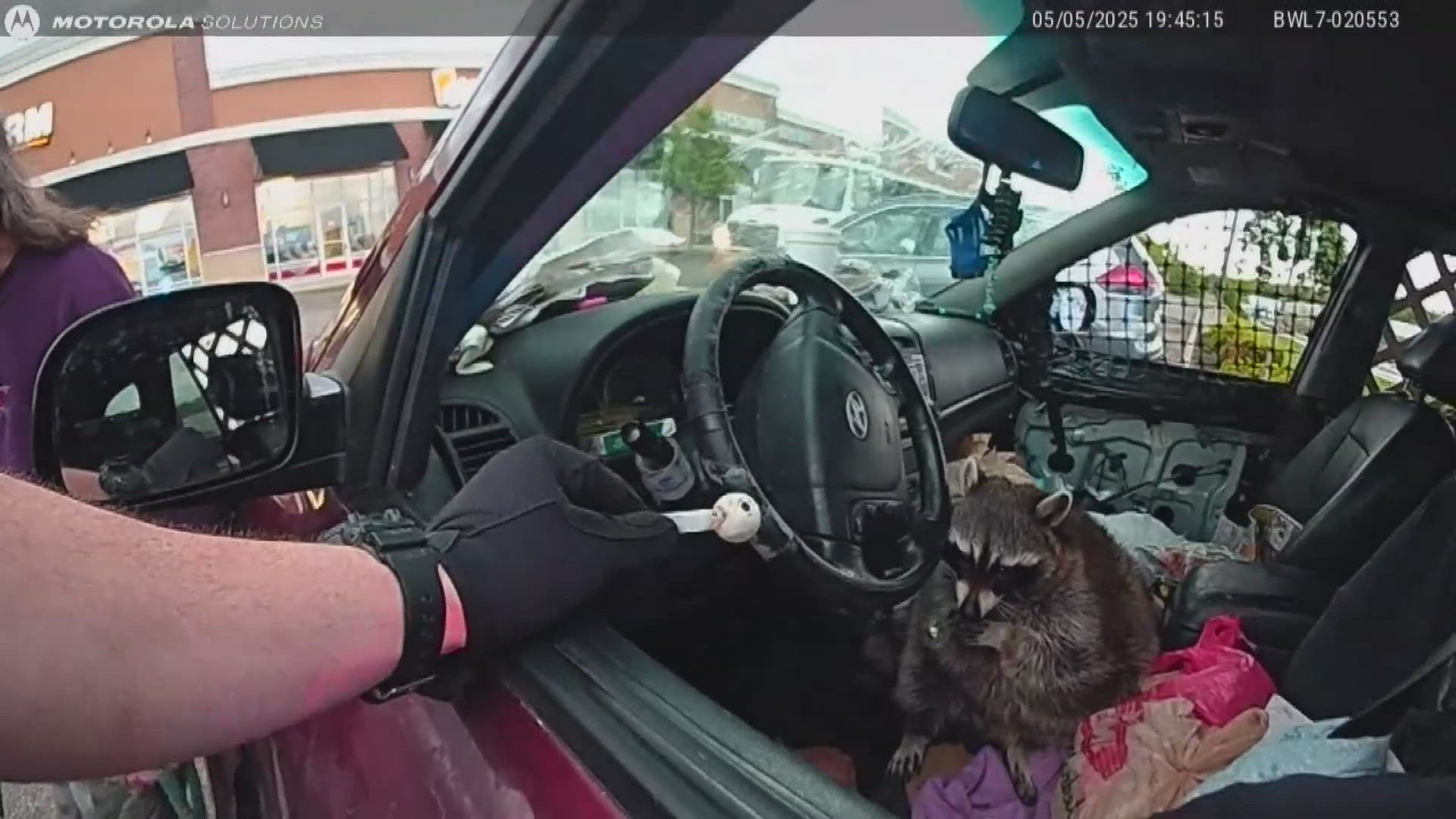 Police release new details about pet raccoon found with meth pipe ...