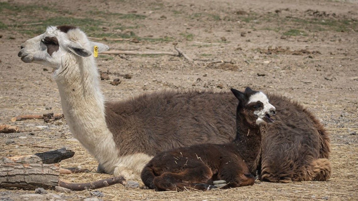 Baby boom underway at African Safari Wildlife Park | wtsp.com
