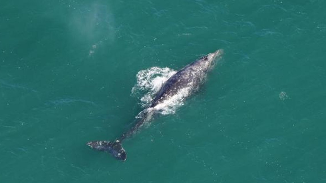 Rare gray whale spotted near Nantucket | wtsp.com