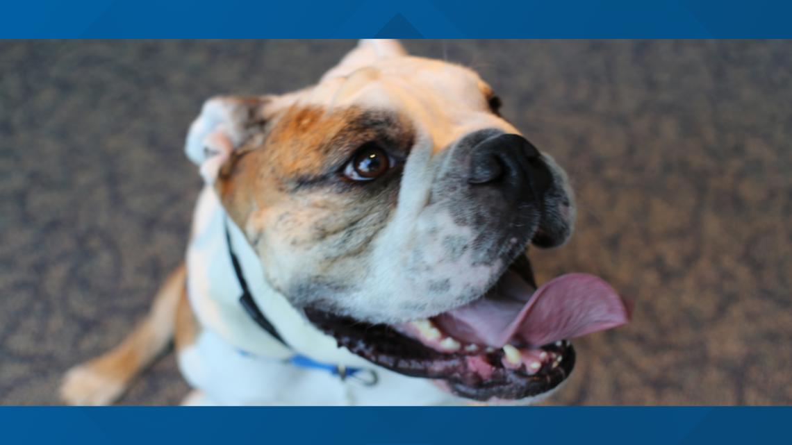 Mascot Butler Blue III dies at 12 years old | wtsp.com