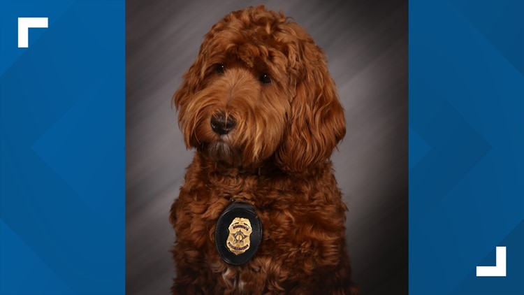 Indianapolis Metropolitan Police Department swears in therapy dog ...