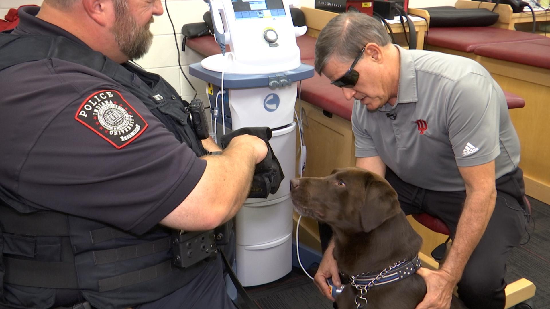 Athletic trainer helps keep IU bomb-sniffing K-9 in top shape | wtsp.com