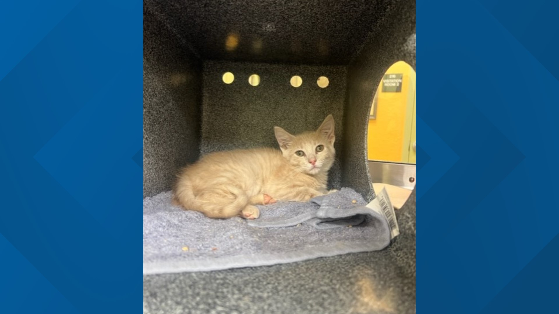 'Hurricane cats' from Florida rescued by Indiana women | wtsp.com